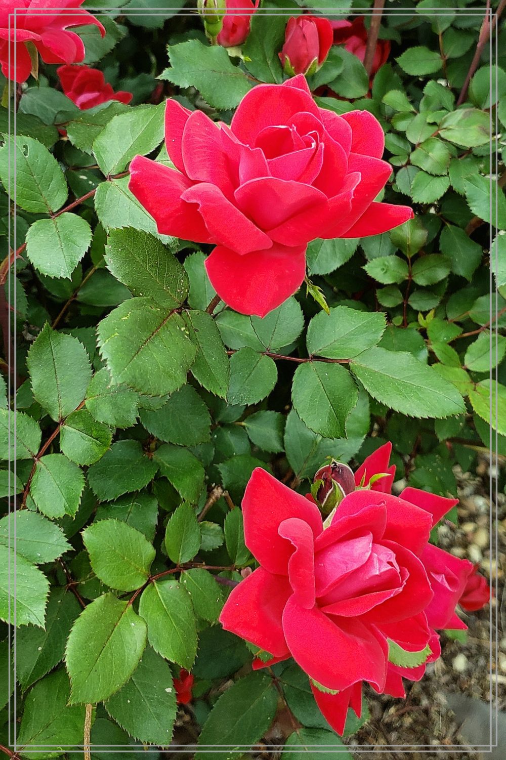 Stop and Smell the Roses - Whats New With Us Atlanta
