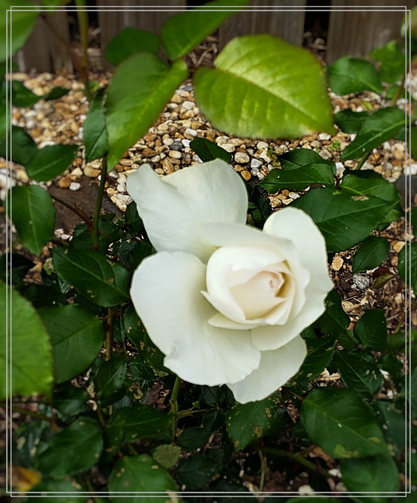 Stop and Smell the Roses - Whats New With Us Atlanta